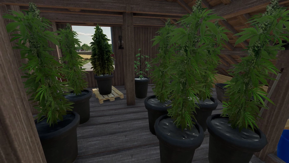 FS22 CANNABIS PLANTS PACK - Forbidden Mods - einfach verboten gut